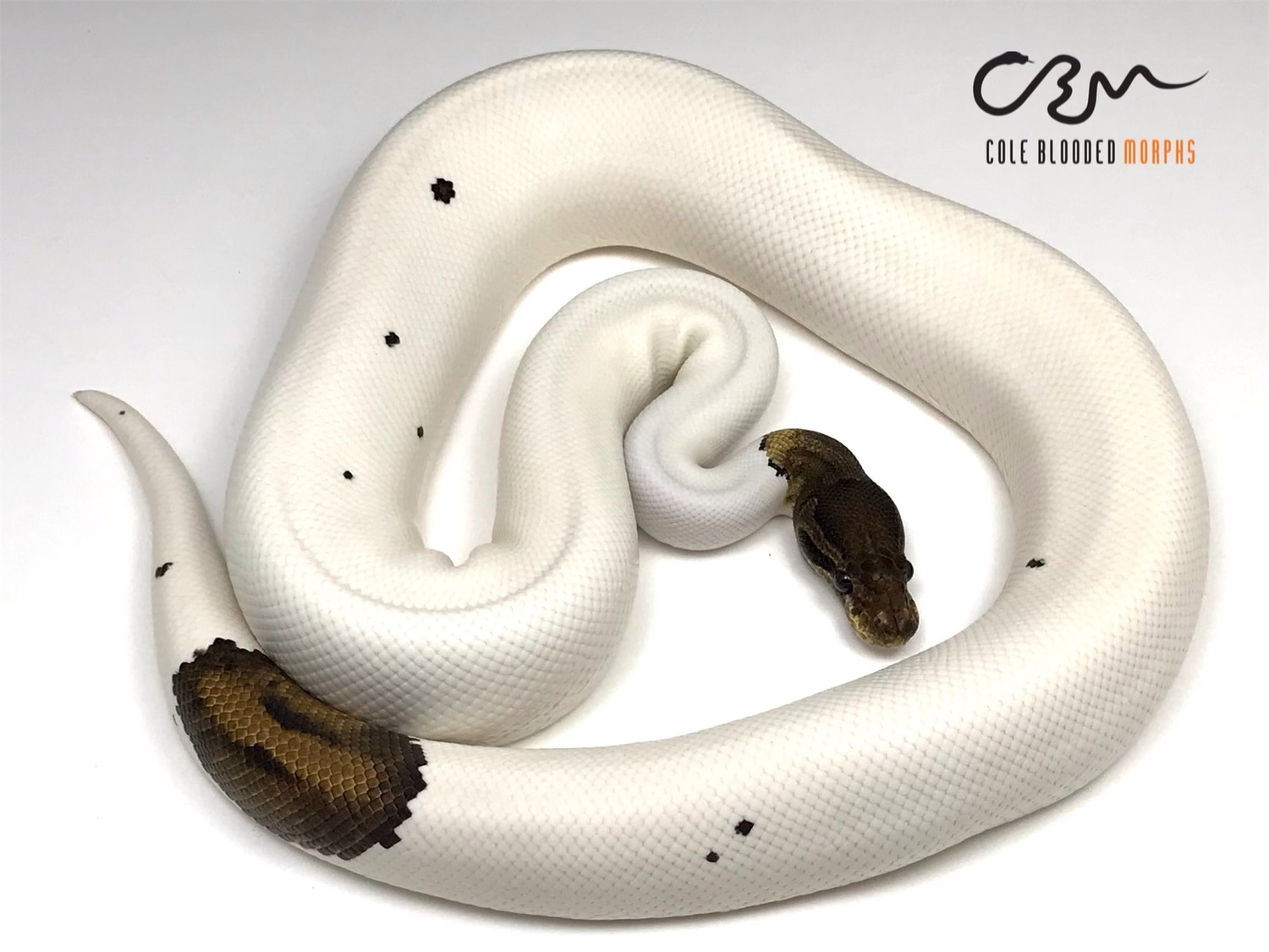 Black Pastel Piebald (Proven Breeder) Ball Python by Cole Blooded ...
