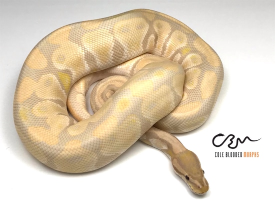 Lavender Albino (Proven Breeder) Ball Python by Cole Blooded Morphs