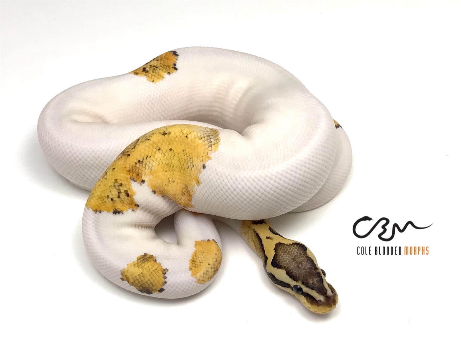 Firefly Piebald 50% Het Clown Ball Python by Cole Blooded Morphs ...