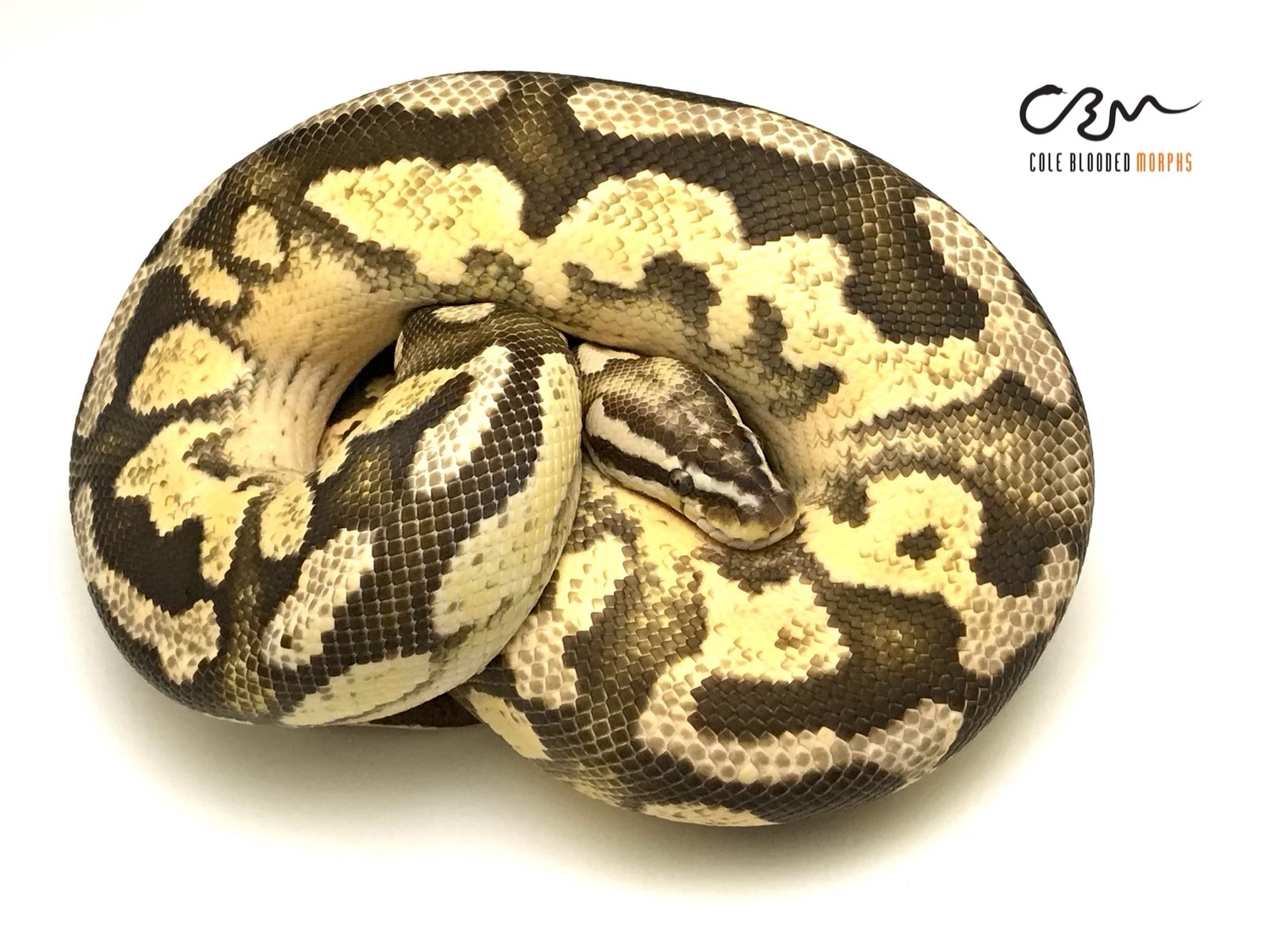 Firefly Yellow Belly 100% Het Piebald (Proven Breeder) Ball Python by ...