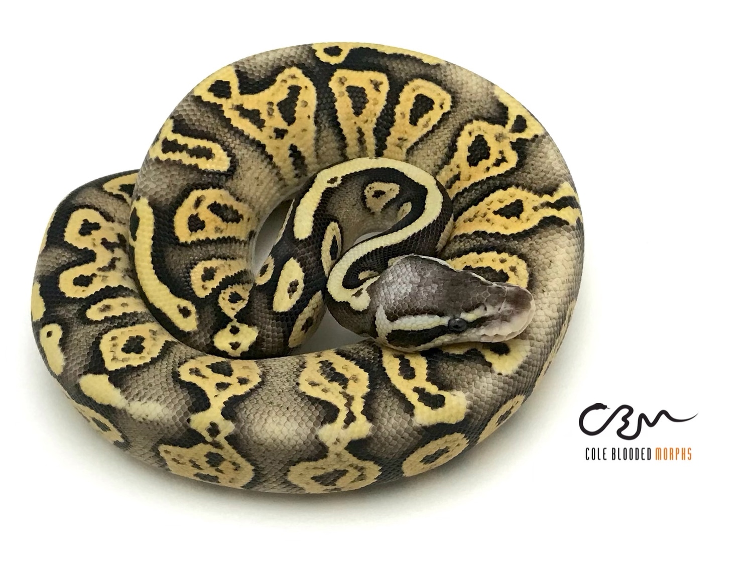 Super Pastel Black Head GHI Ball Python by Cole Blooded Morphs ...