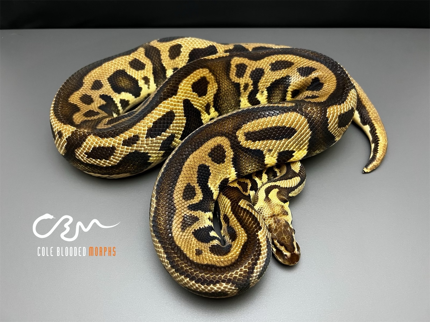 Leopard Pastel Double Het Clown Piebald (Proven Breeder) Ball Python by ...