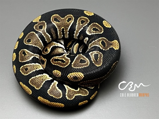 Black Head Double Het Clown Piebald Ball Python by Cole Blooded Morphs
