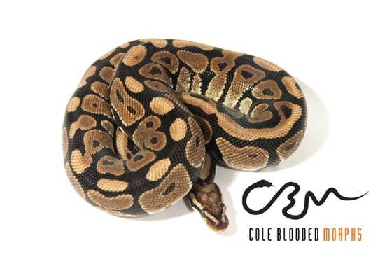 Spotnose Ball Python by Cole Blooded Morphs