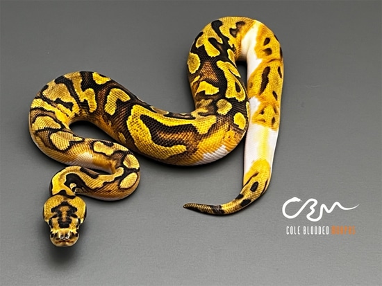Enchi Yellow Belly Clown Pied Ball Python by Cole Blooded Morphs
