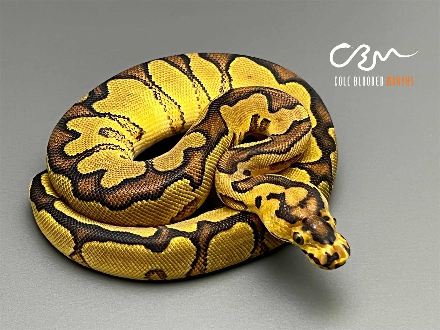 Enchi Yellow Belly Clown Het Piebald Ball Python by Cole Blooded Morphs ...
