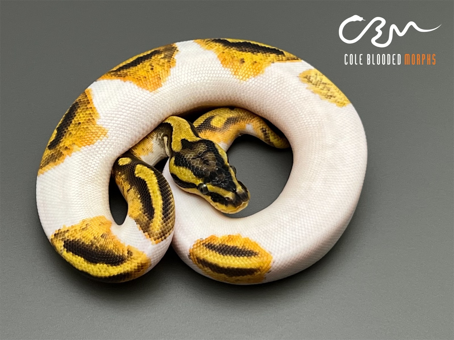 Pastel Piebald Het Clown Ball Python by Cole Blooded Morphs - MorphMarket