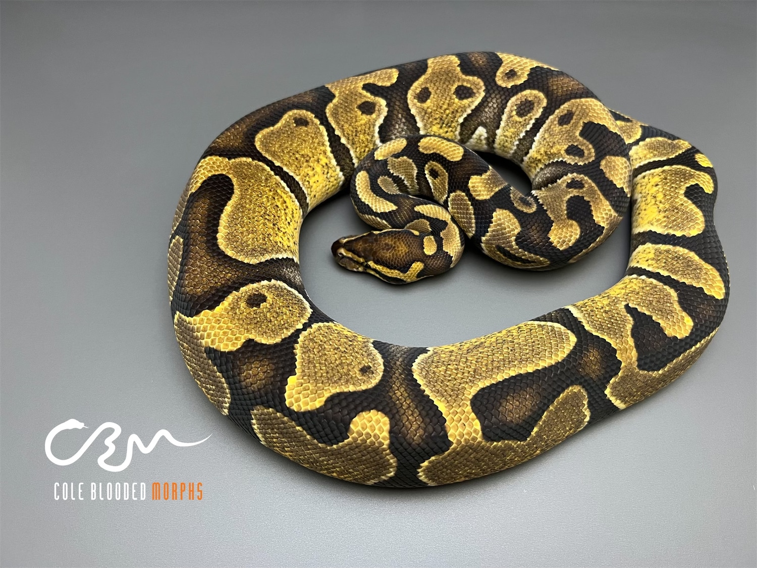 Enchi Triple Het Clown Lavender Piebald Ball Python by Cole Blooded ...