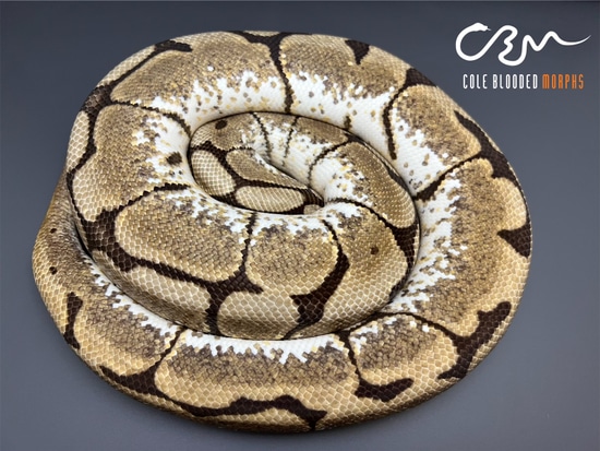 Spider Ball Python by Cole Blooded Morphs