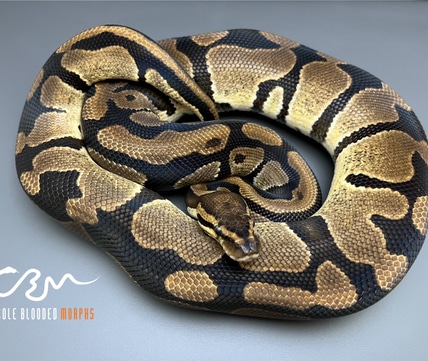 Crypton Ultramel 66% Het Pied Ball Python by Cole Blooded Morphs ...