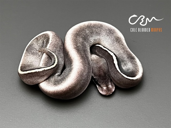 Super Pastel GHI Black Head Mojave Ball Python by Cole Blooded Morphs ...