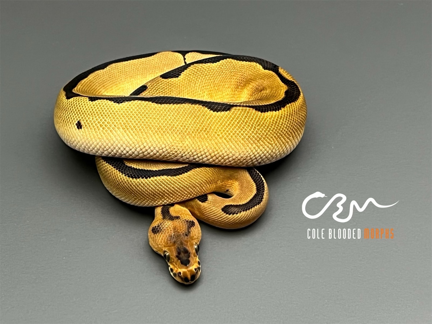 Possible Super Blade Possible Leopard Clown Ball Python by Cole Blooded Morphs - MorphMarket