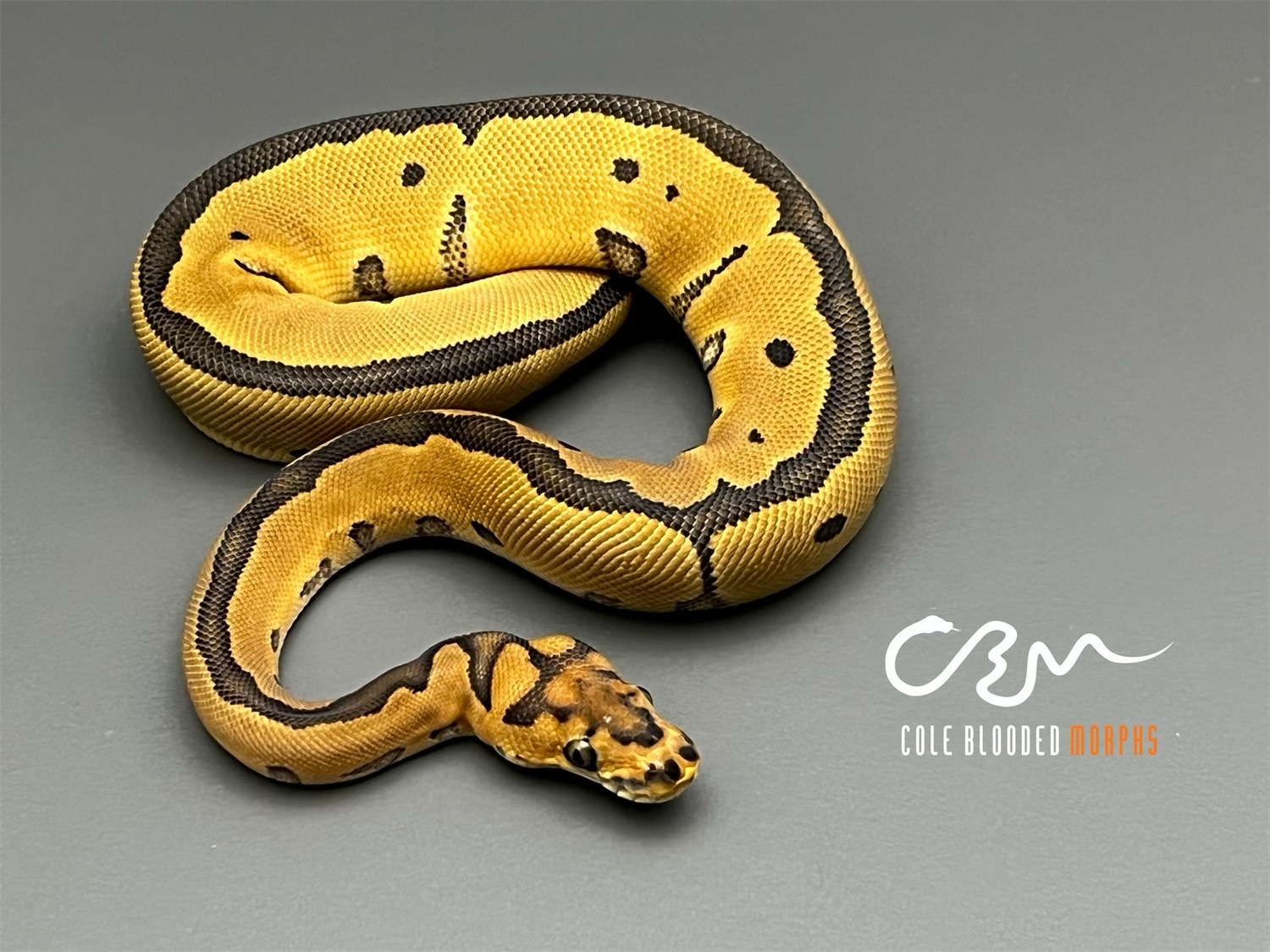 Blade Clown Ball Python by Cole Blooded Morphs - MorphMarket
