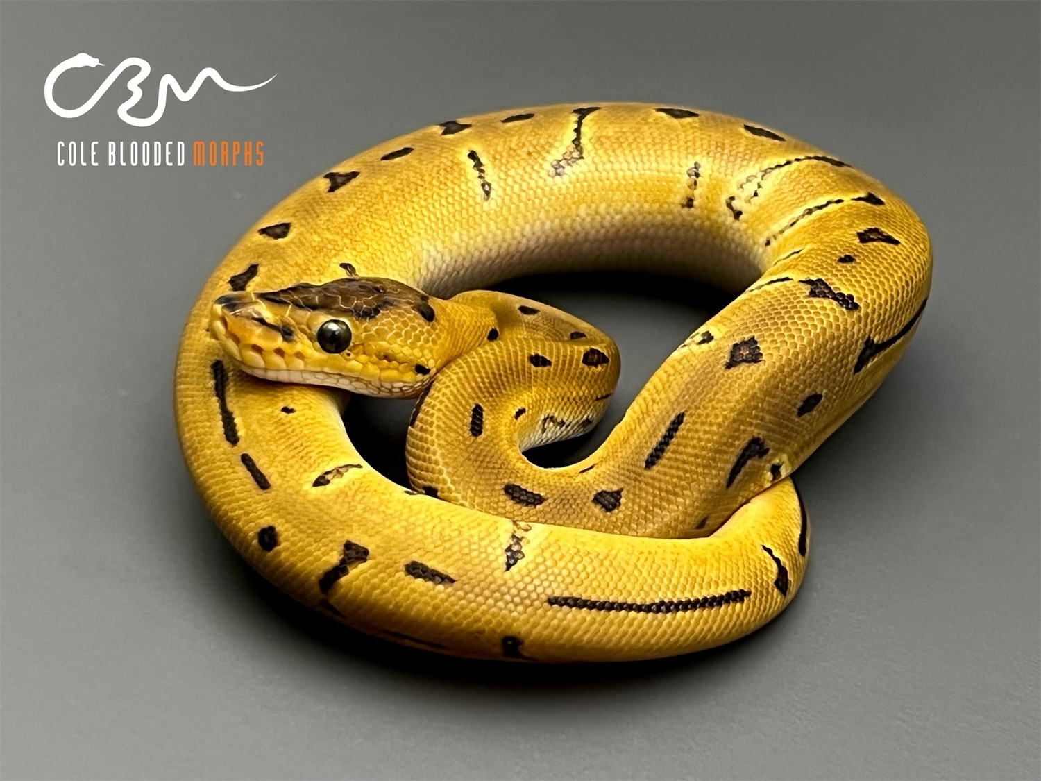 Enchi Pinstripe Crypton 100% Double Het Desert Ghost Piebald Ball ...