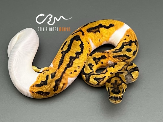 Clown Piebald 66% Het Ultramel Ball Python by Cole Blooded Morphs