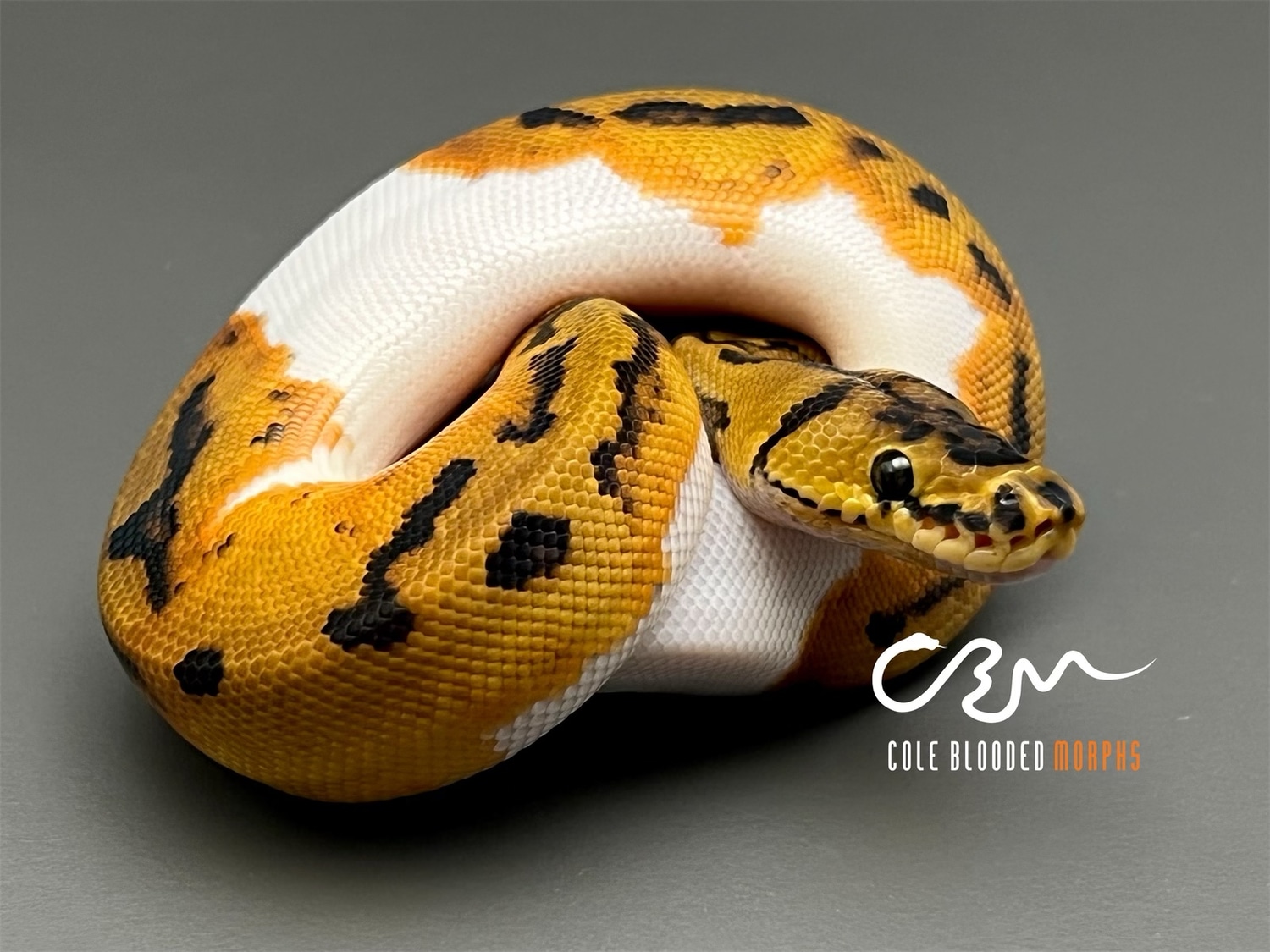 Clown Piebald 66% Het Ultramel Ball Python by Cole Blooded Morphs ...