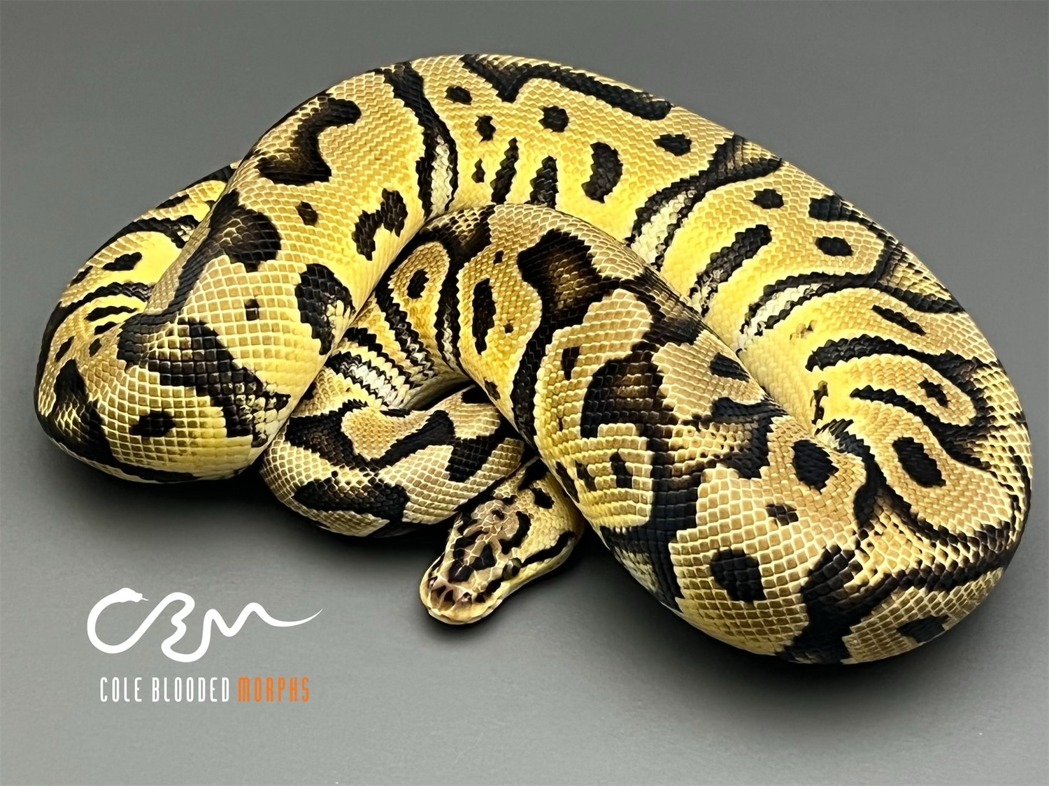 Pastel Crypton 100% Double Het Desert Ghost Piebald Ball Python by Cole ...