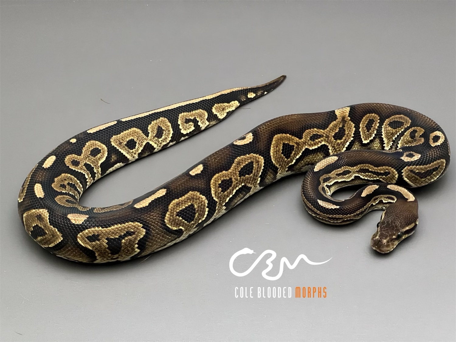 Cinnamon Het Black Axanthic Ball Python by Cole Blooded Morphs ...