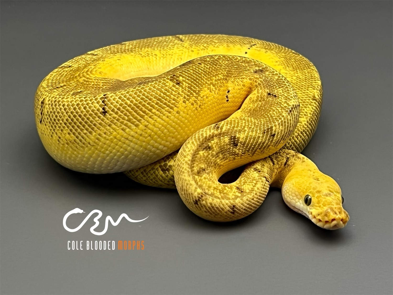 Super Enchi Pastel Pinstripe (Possible Yellow Belly) Clown 66% Het Pied ...