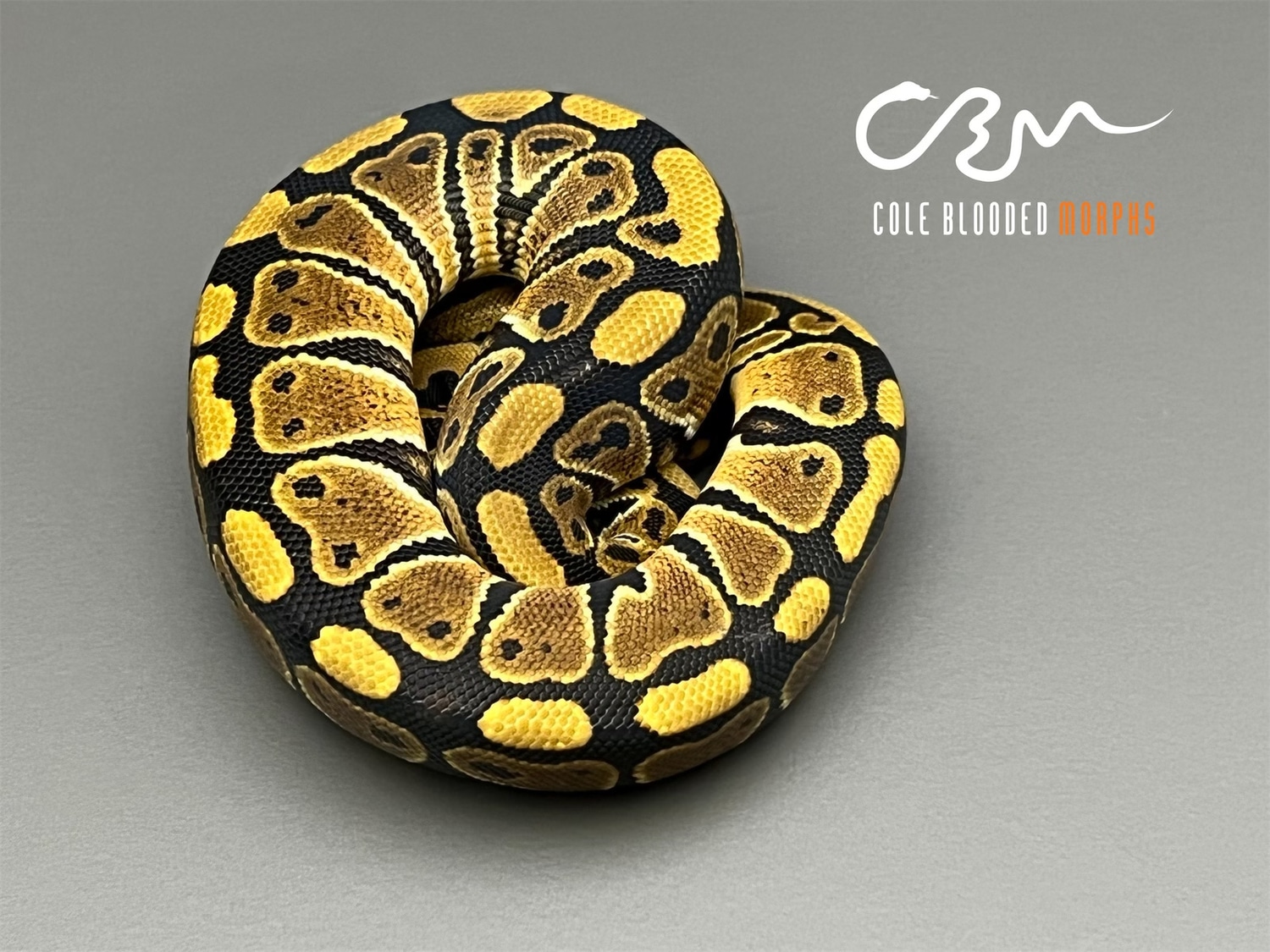 100% Double Het Clown Pied Ball Python by Cole Blooded Morphs - MorphMarket