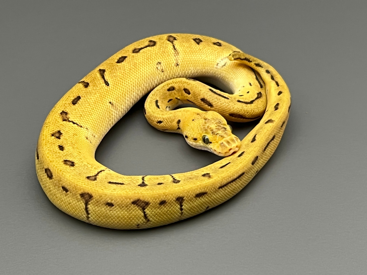 Enchi Pastel Pinstripe Crypton 100% Double Het Desert Ghost Pied Ball ...