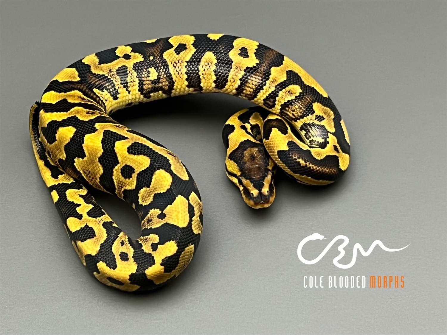 Orange Dream Yellow Belly Crypton 66% Het Ultramel Ball Python by Cole ...