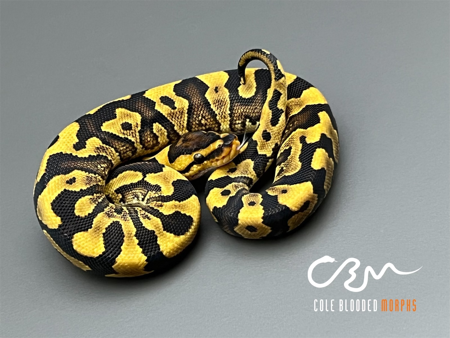 Orange Dream Yellow Belly Crypton 66% Het Ultramel Ball Python by Cole ...