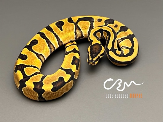 Enchi Triple Het Clown Lavender Pied (Holy Grail) Ball Python by Cole Blooded Morphs
