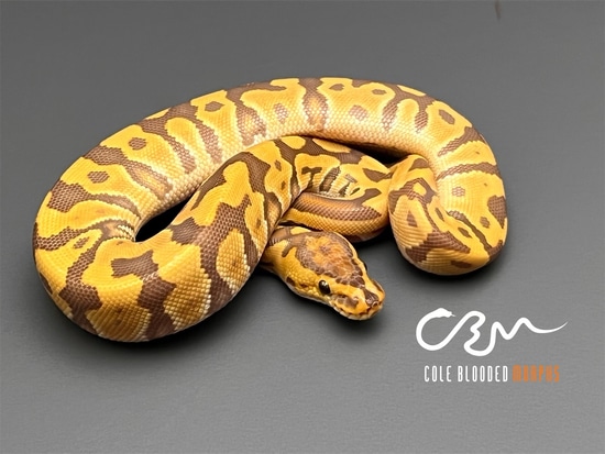 Crypton Ultramel 66% Het Pied Ball Python by Cole Blooded Morphs