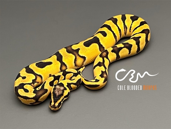 Enchi Pastel Yellow Belly Probable Orange Dream Double Het Clown Pied ...