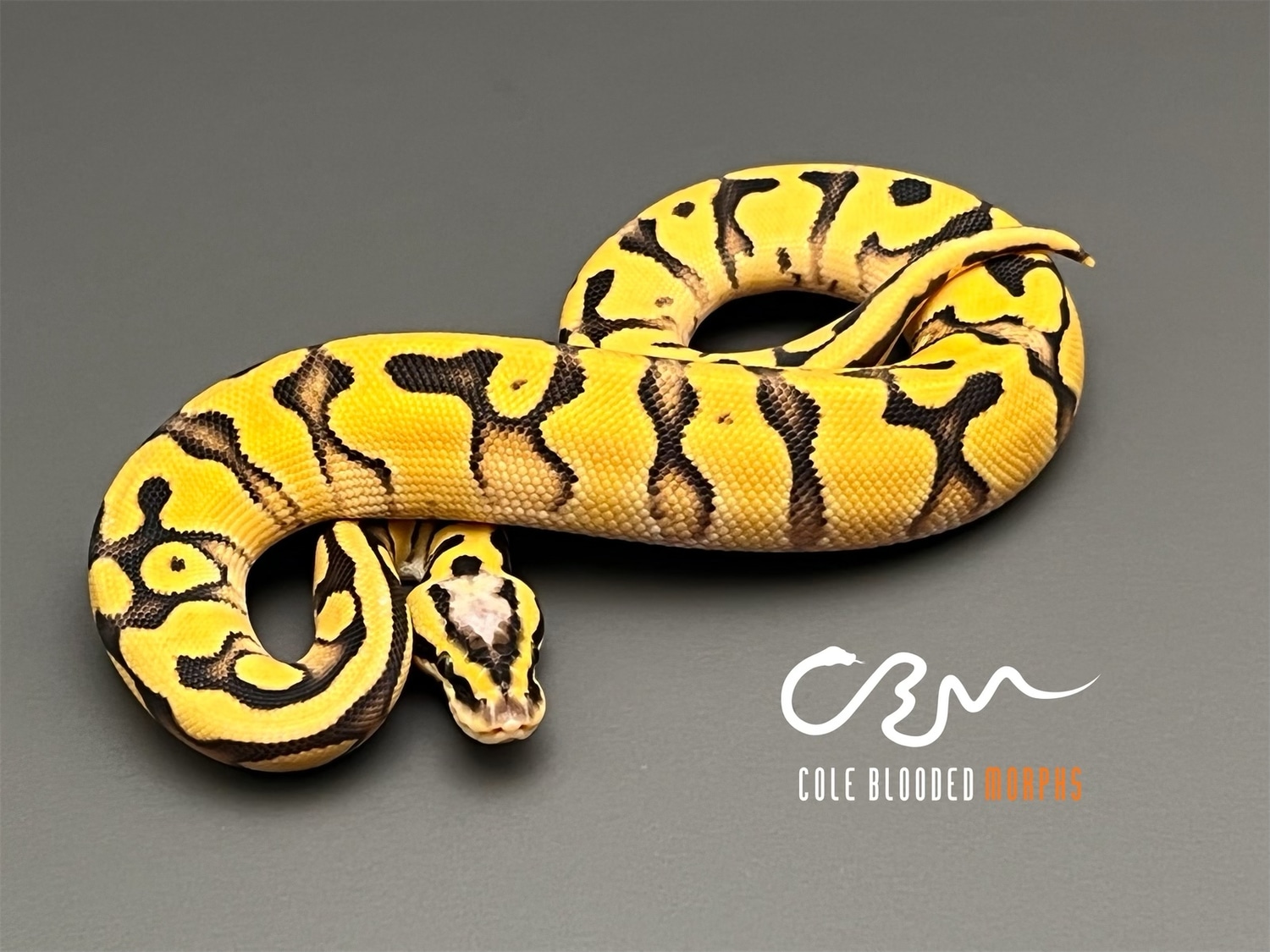 Super Pastel Enchi Yellow Belly Probable Orange Dream Double Het Clown ...