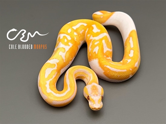 Dreamsicle Ball Python by Cole Blooded Morphs
