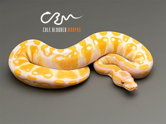 Lavender Het Pied Ball Python by Cole Blooded Morphs