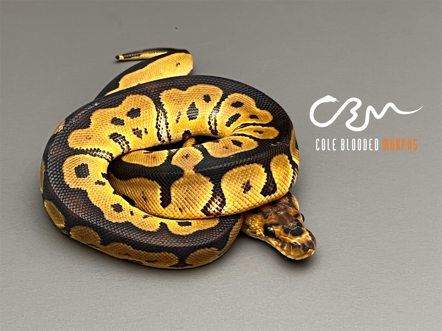 Clown Ball Python by Cole Blooded Morphs - MorphMarket