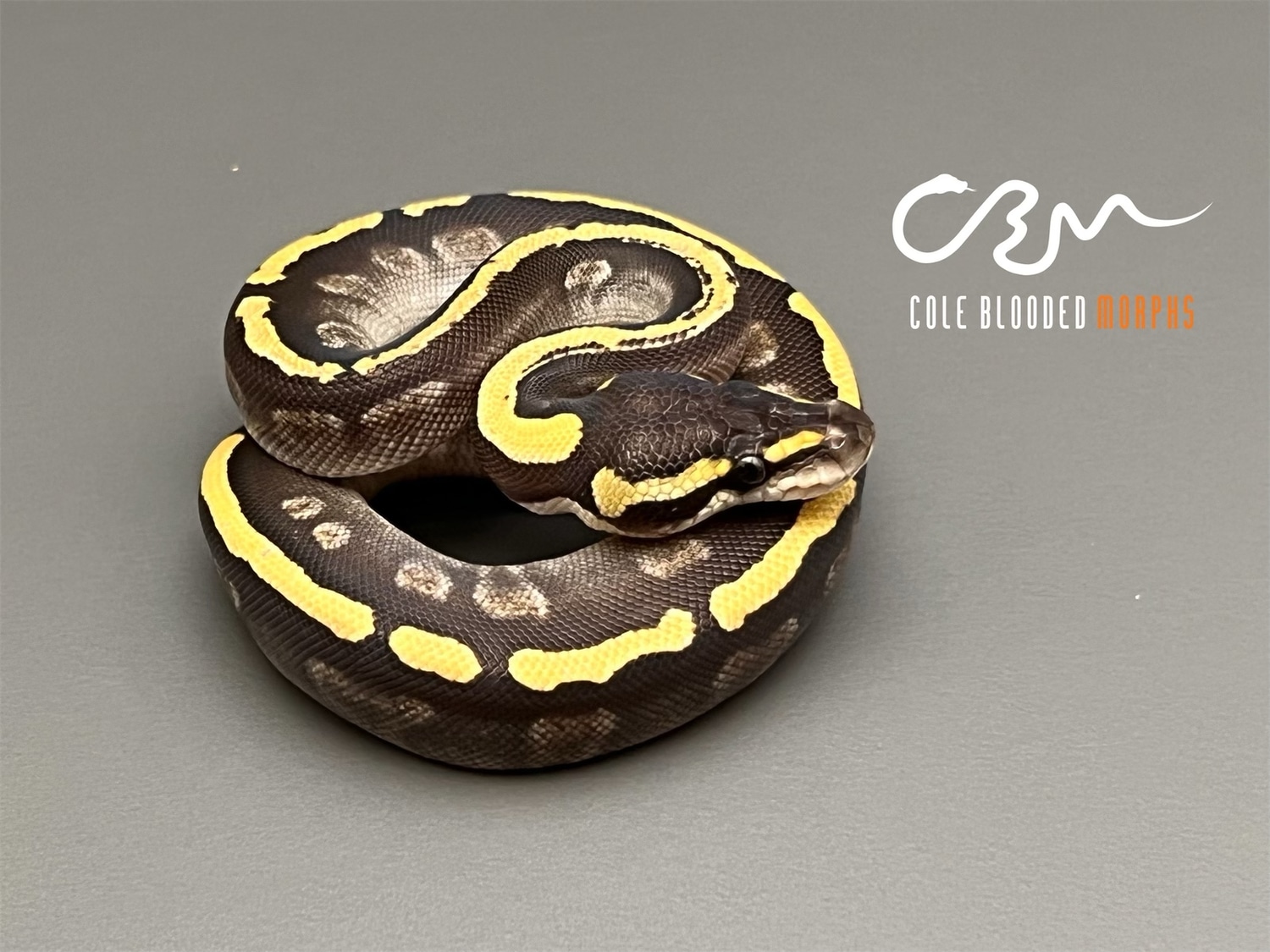 GHI Mojave Het Clown Ball Python by Cole Blooded Morphs - MorphMarket