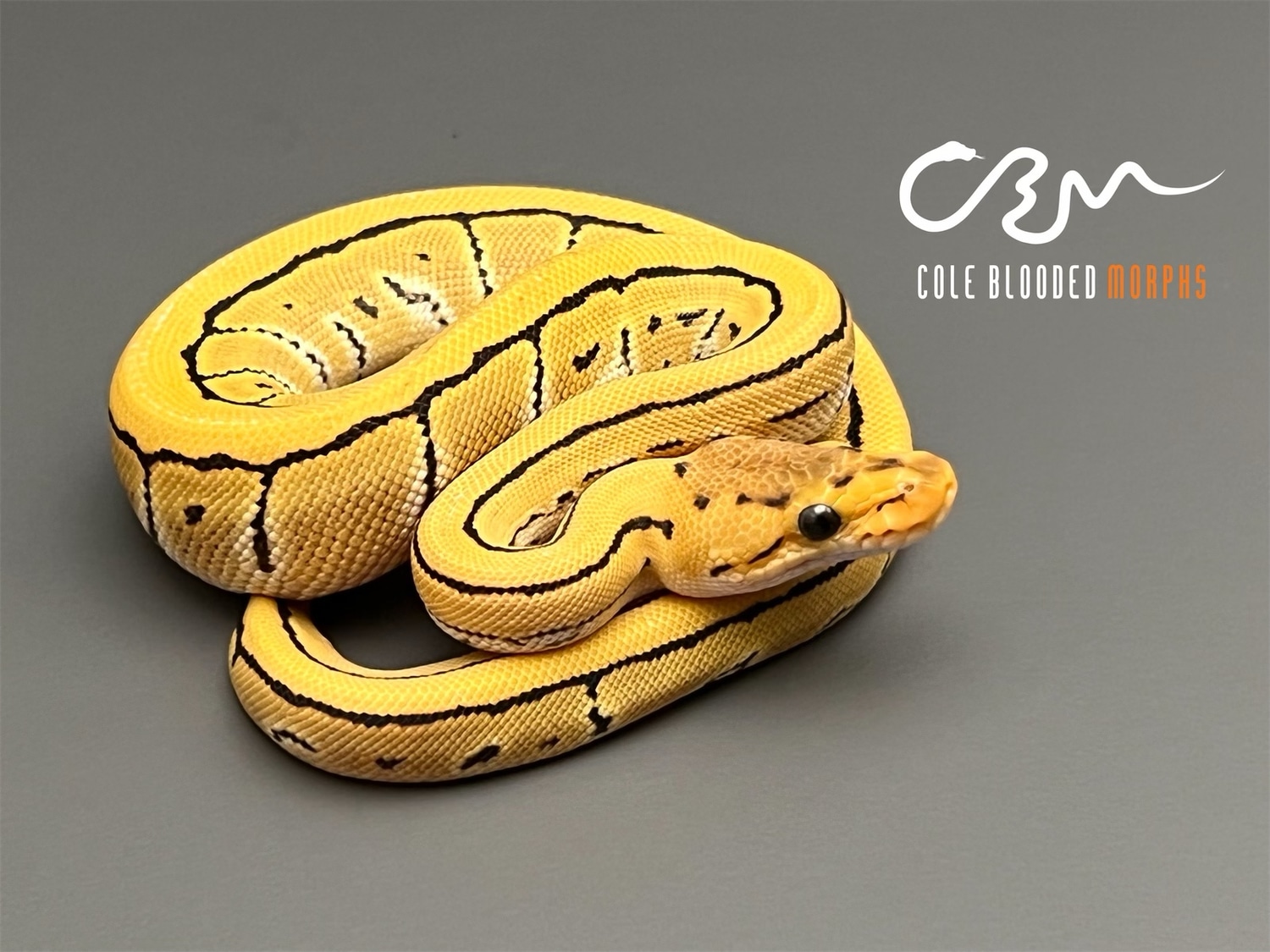 Pinstripe Cryptic Desert Ghost 66% Het Genetic Stripe Ball Python by ...