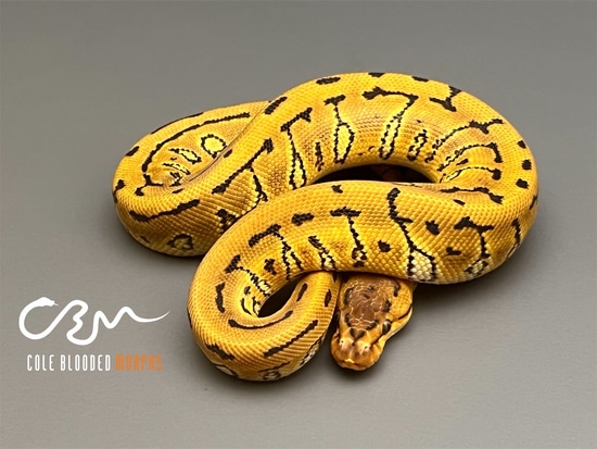 Pinstripe Probable Leopard Crypton Het Desert Ghost Ball Python by Cole ...
