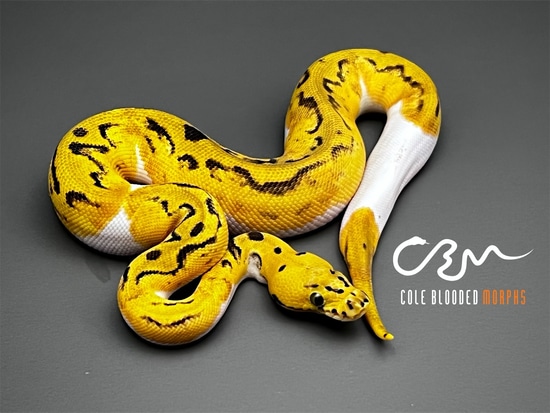 Enchi Pastel Clown Pied Ball Python by Cole Blooded Morphs