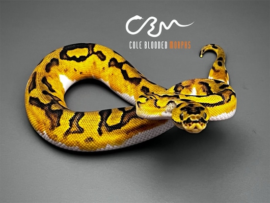 Enchi Clown Pied Ball Python by Cole Blooded Morphs