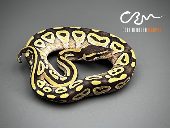 Mojave 66% Het Monsoon 50% Het Hypo Ball Python by Cole Blooded Morphs