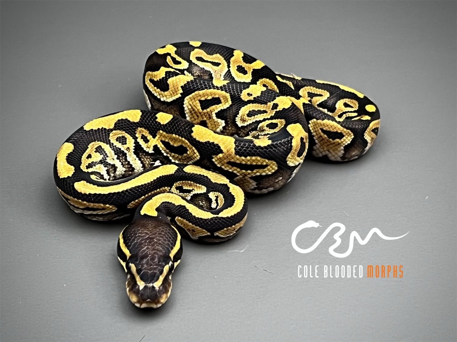 Phantom 66% Het Monsoon 50% Het Hypo Ball Python by Cole Blooded Morphs ...