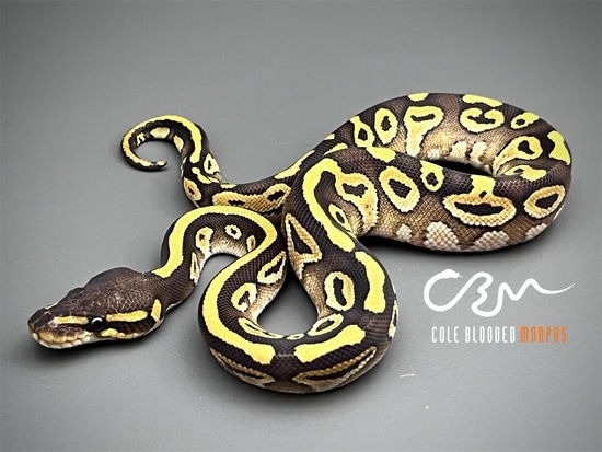 Mojave 66% Het Monsoon 50% Het Hypo Ball Python by Cole Blooded Morphs