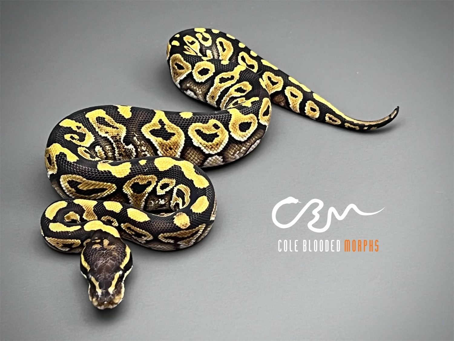 Phantom 66% Het Monsoon 50% Het Hypo Ball Python by Cole Blooded Morphs ...