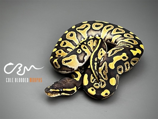 Phantom 66% Het Monsoon 50% Het Hypo Ball Python by Cole Blooded Morphs
