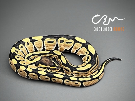 Desert Ghost 66% Double Het Cryptic Genetic Stripe Ball Python by Cole ...