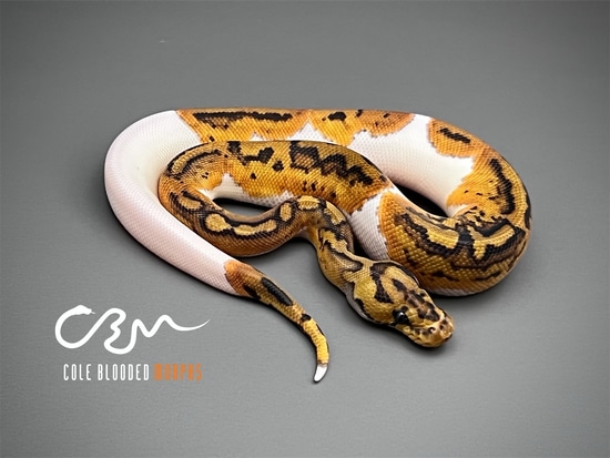 Clown Pied Ball Python by Cole Blooded Morphs