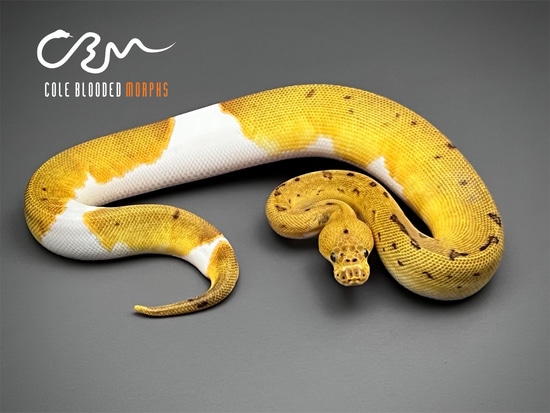 Enchi Pinstripe Clown Pied Ball Python by Cole Blooded Morphs