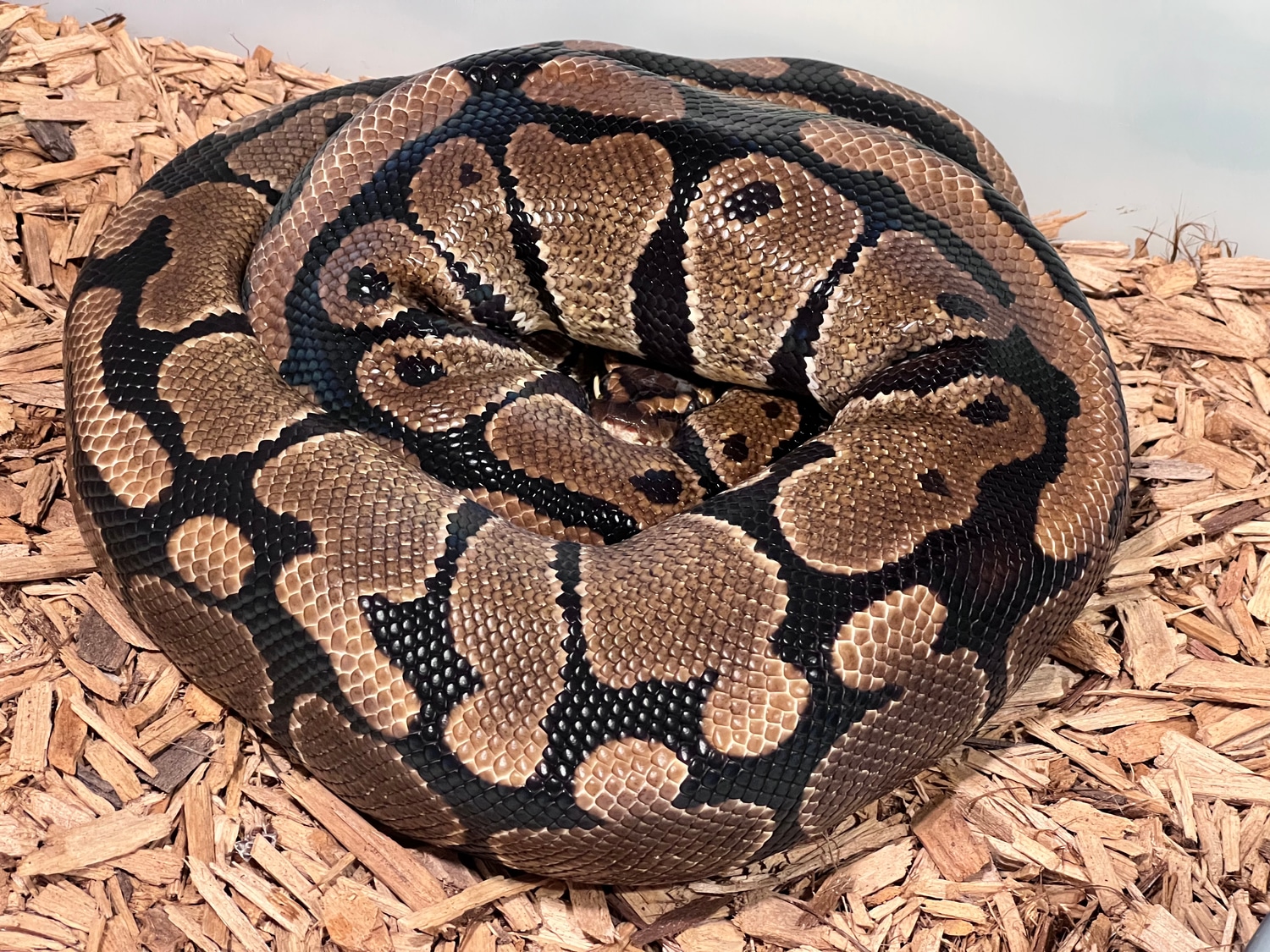 100% Double Het Ultramel Clown (Breeder) Ball Python by Cole Blooded ...
