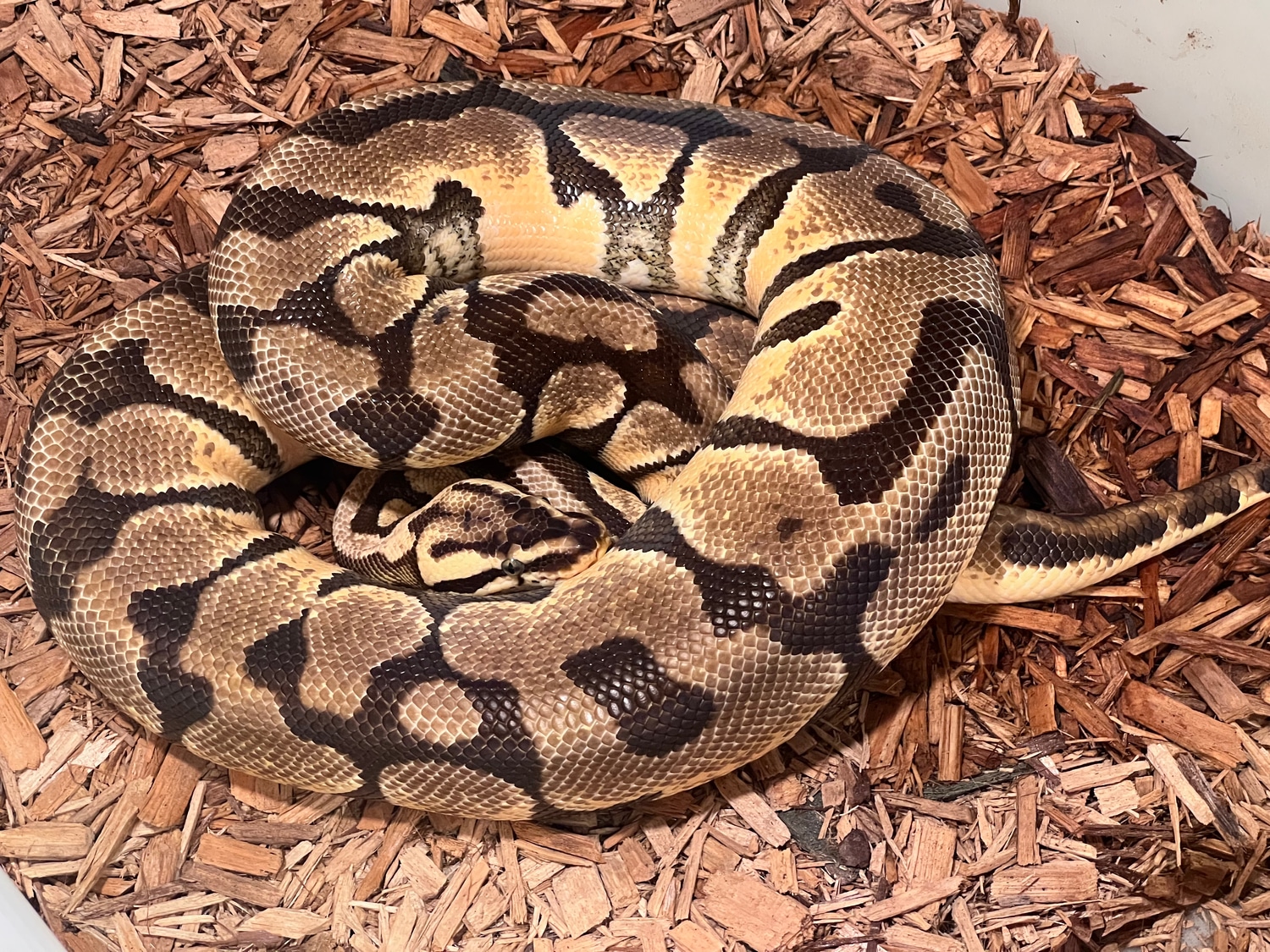Enchi Pastel 100% Het Clown Ball Python by Cole Blooded Morphs - MorphMarket