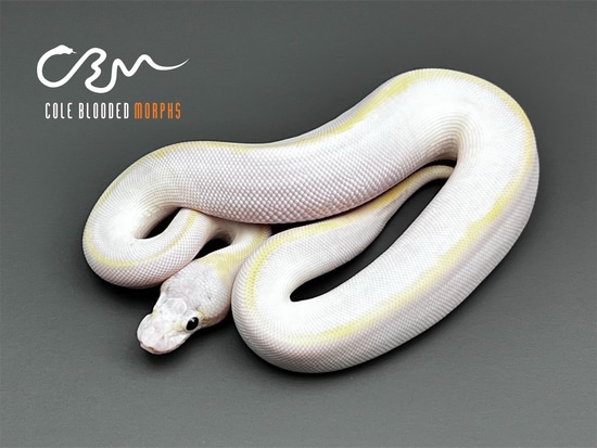 Ivory Pastel Ball Python by Cole Blooded Morphs